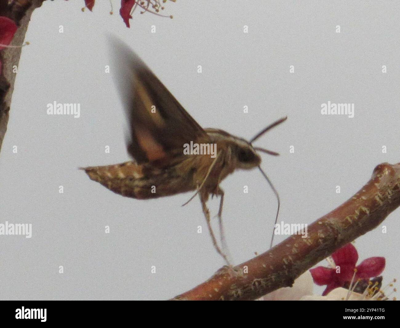 White-lined Sphinx (Hyles lineata Stock Photo - Alamy