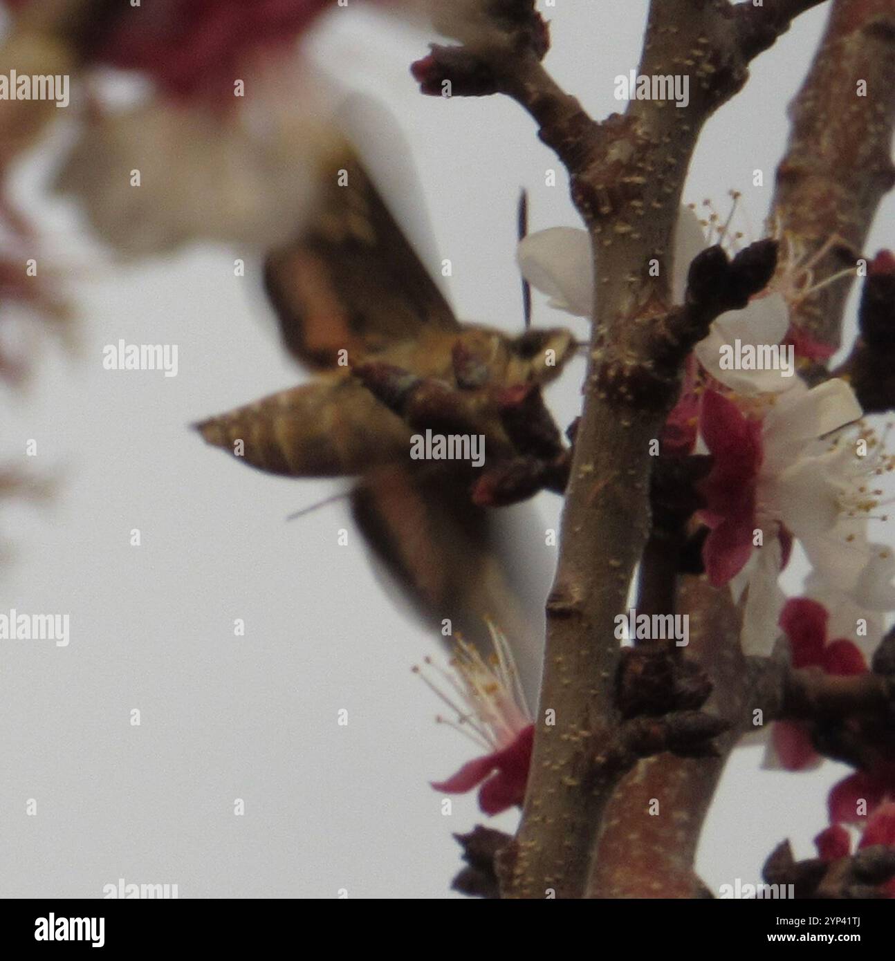 White-lined Sphinx (Hyles lineata Stock Photo - Alamy