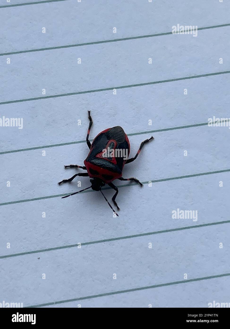 Two-spotted Stink Bug (Perillus bioculatus Stock Photo - Alamy