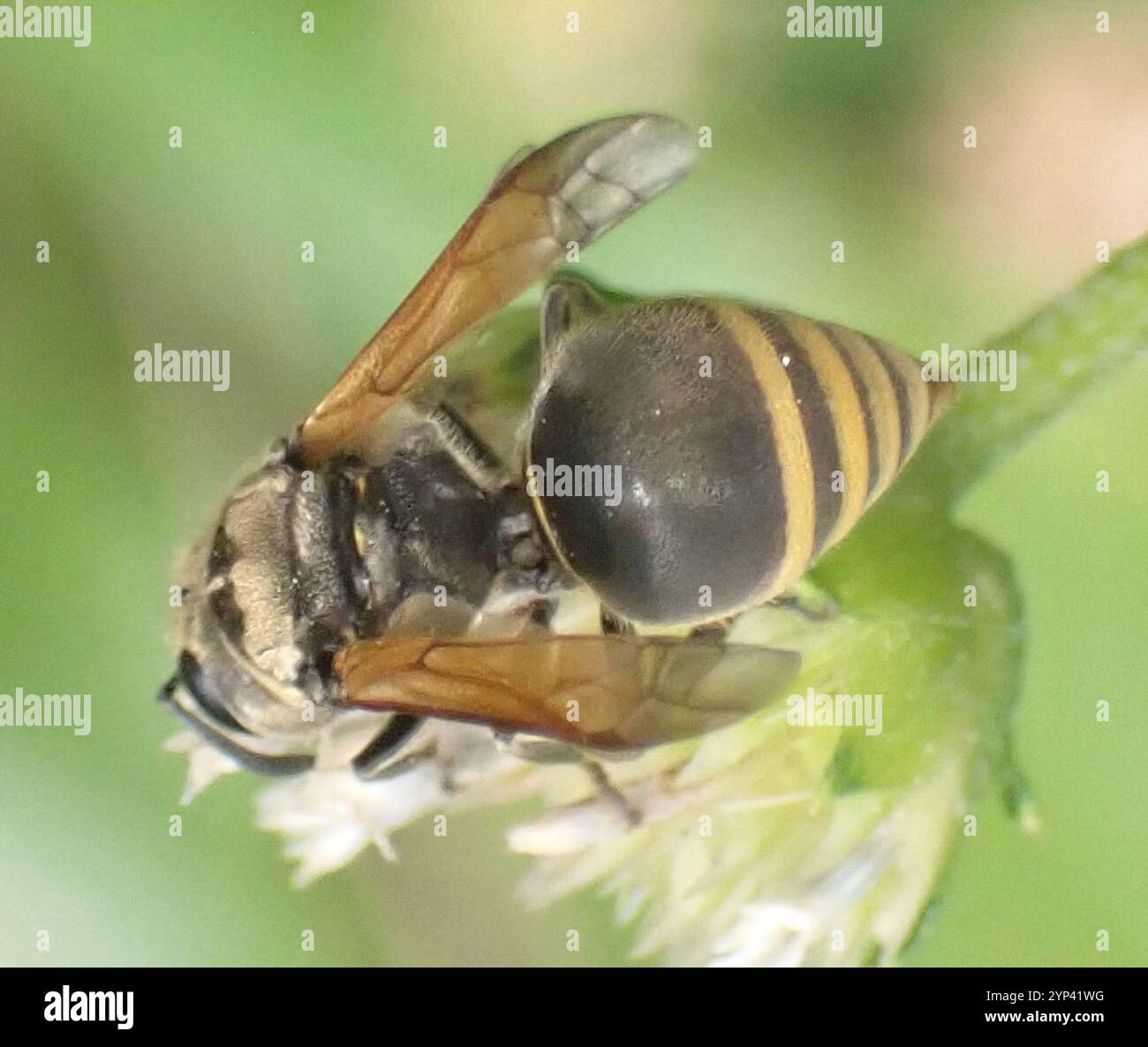Mexican Honey Wasp Hi Res Stock Photography And Images Alamy