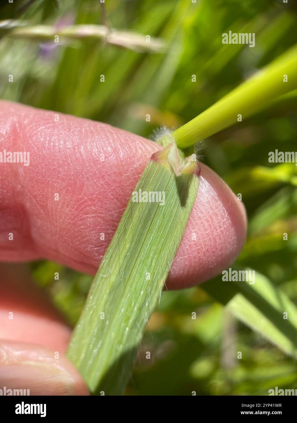 California brome (Bromus carinatus Stock Photo - Alamy