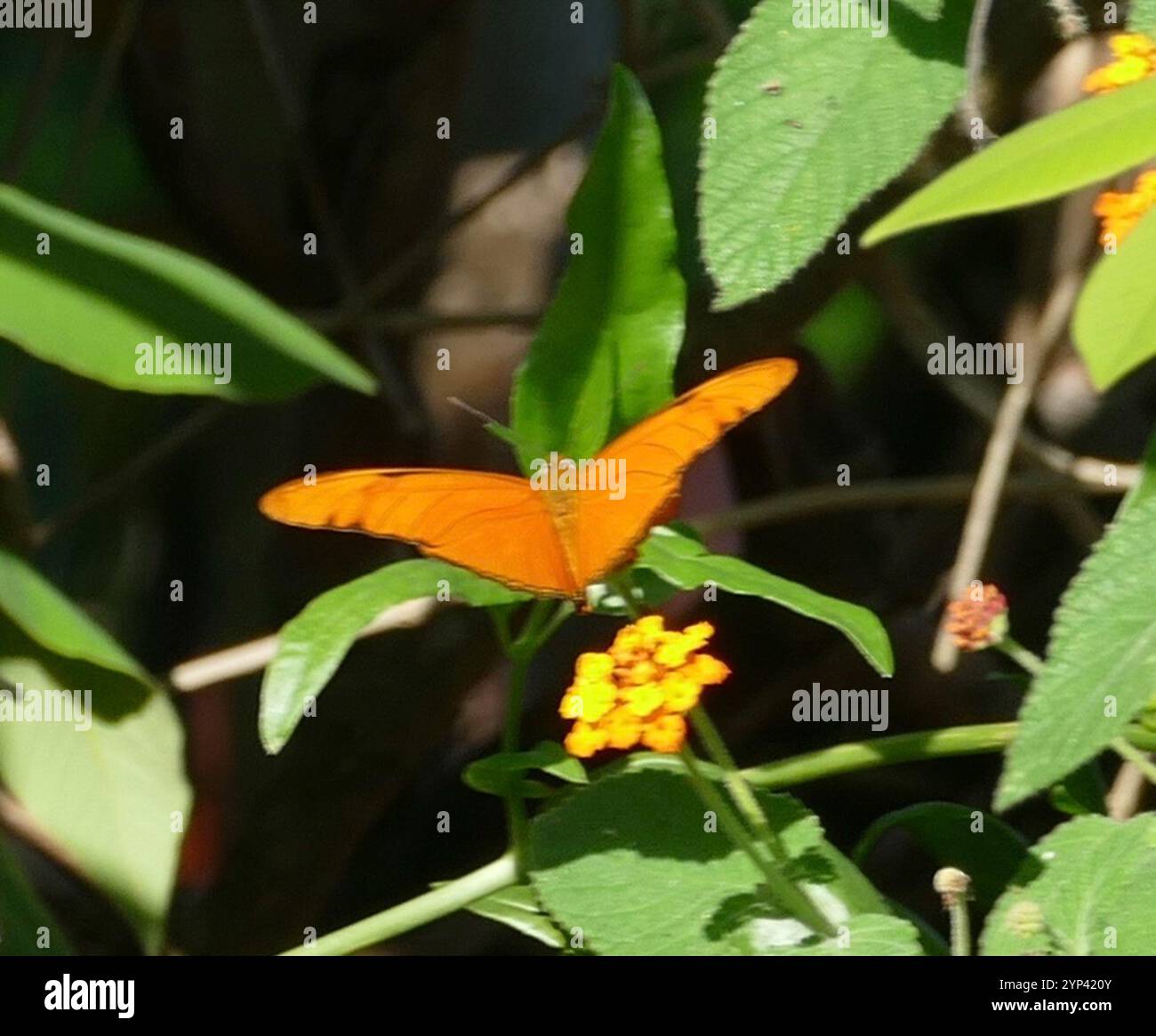 Julia Heliconian (Dryas iulia Stock Photo - Alamy