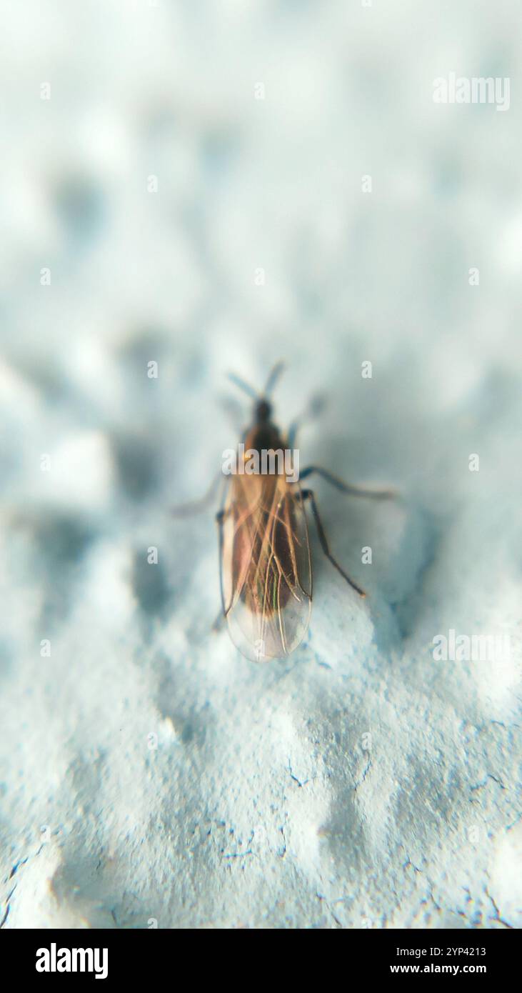 Minute Black Scavenger Flies (Scatopsidae Stock Photo - Alamy