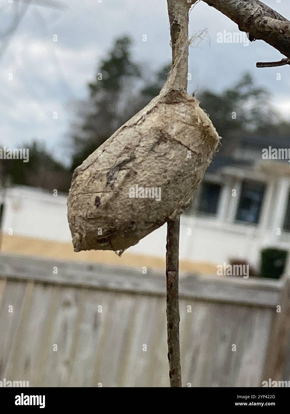 Polyphemus Moth (Antheraea polyphemus Stock Photo - Alamy