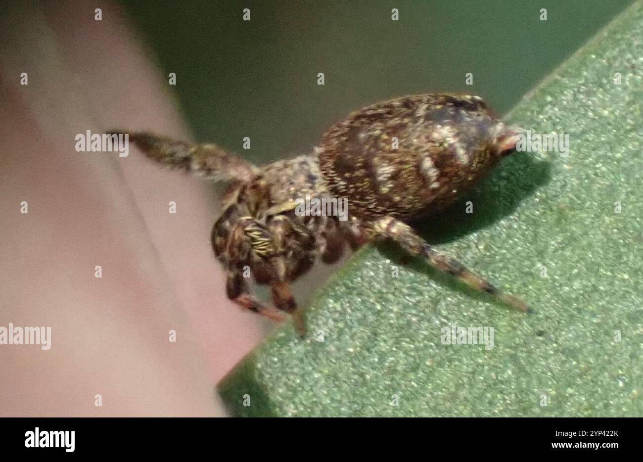 Jumping Spiders (Salticidae Stock Photo - Alamy