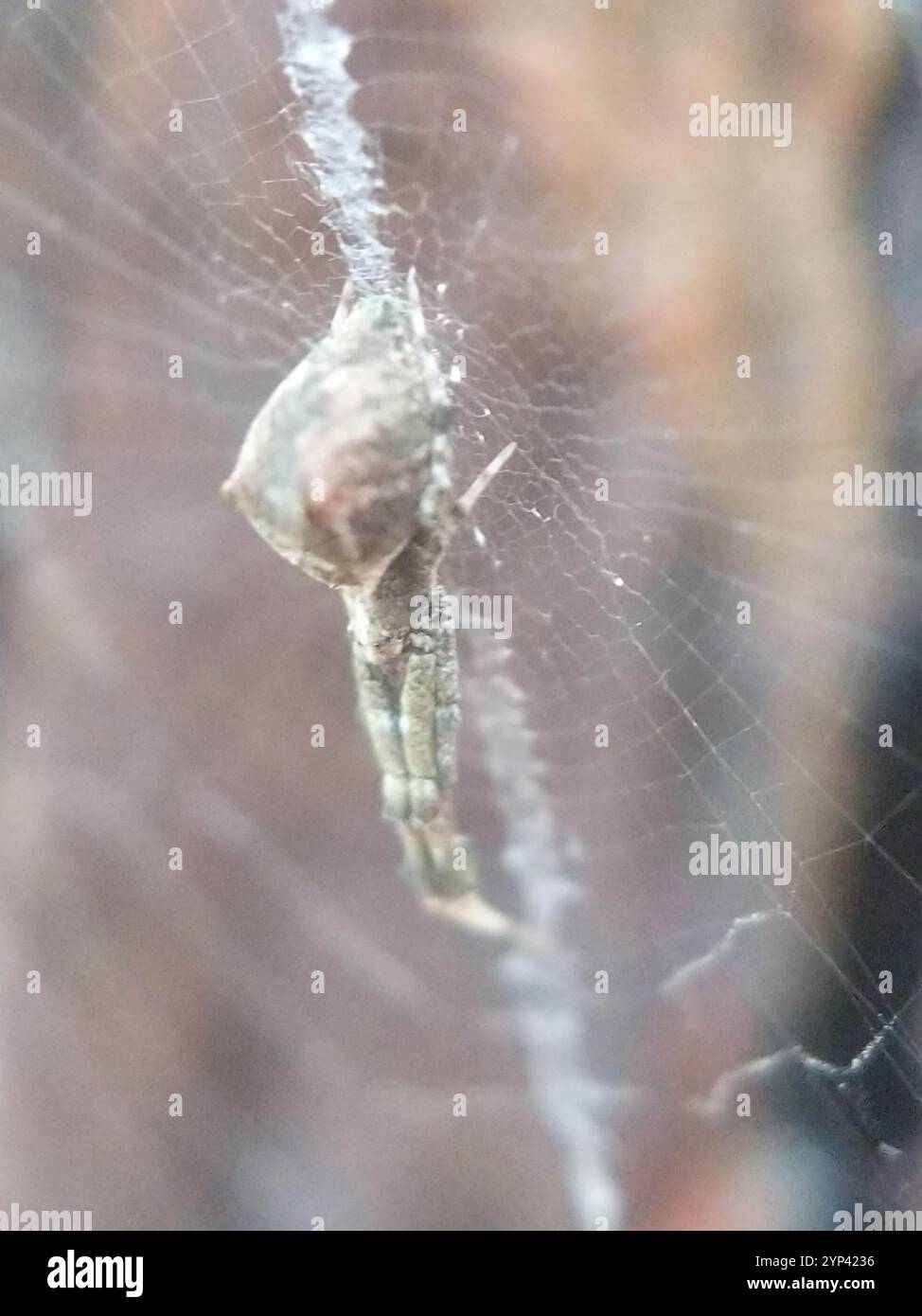 Feather-legged Spiders (Uloborus Stock Photo - Alamy