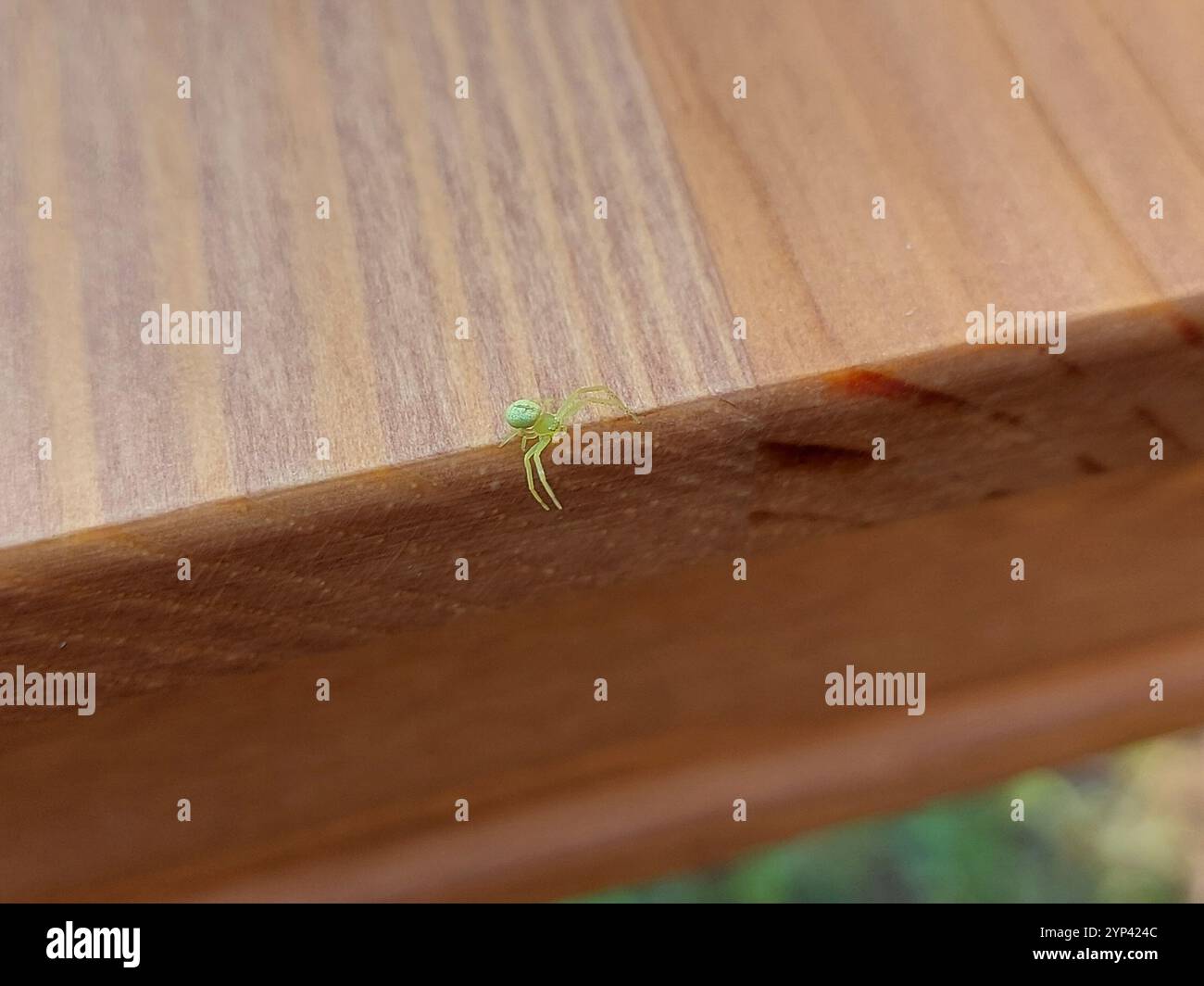 Triangle Crab Spider (Ebrechtella tricuspidata Stock Photo - Alamy