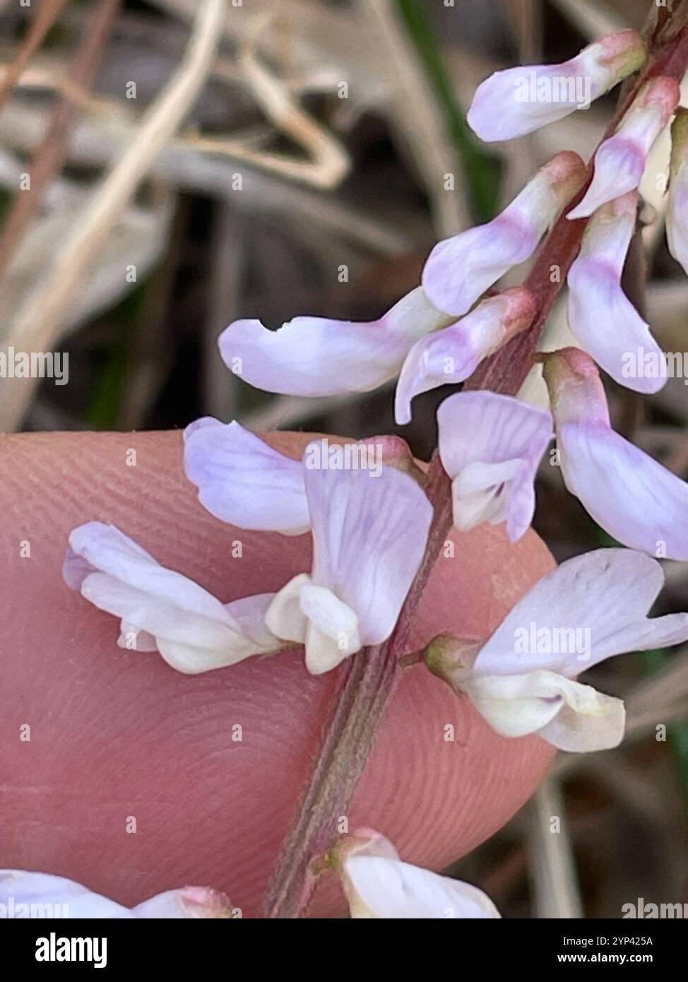 Carolina Vetch (Vicia caroliniana Stock Photo - Alamy