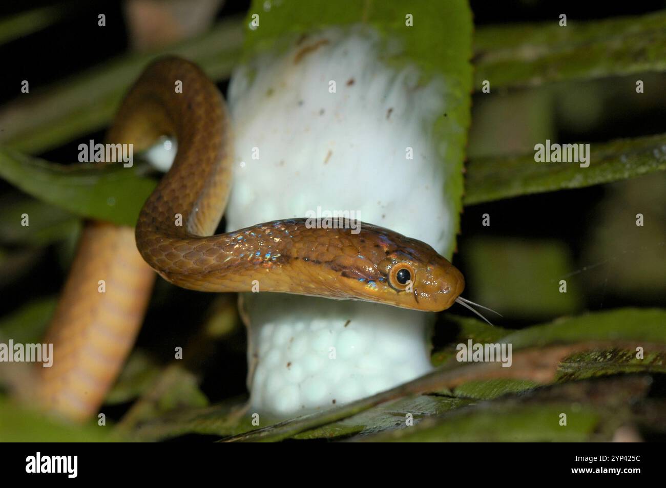 Ranomafana Big-headed Snake (Compsophis laphystius Stock Photo - Alamy
