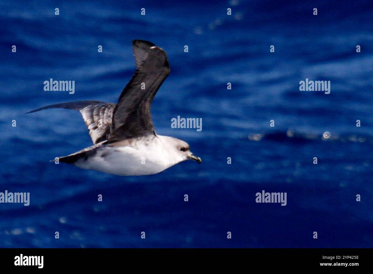 Grey Petrel (Procellaria cinerea Stock Photo - Alamy