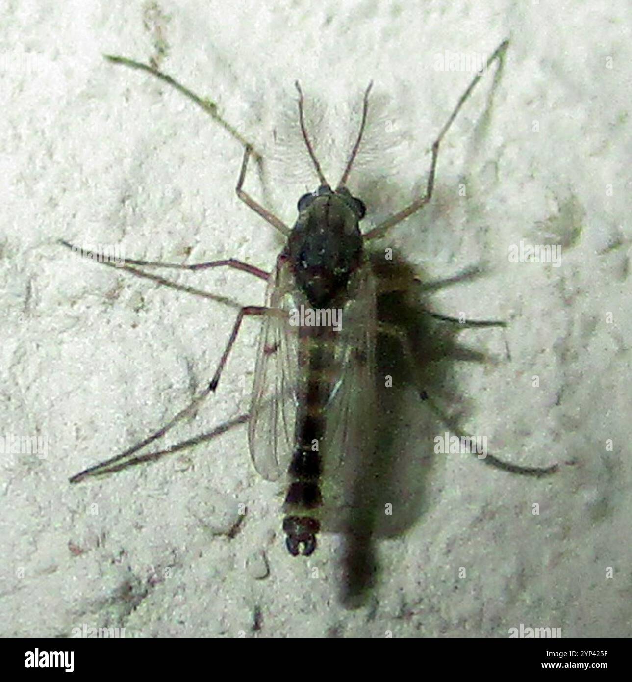 Non-biting Midges (Chironomidae Stock Photo - Alamy