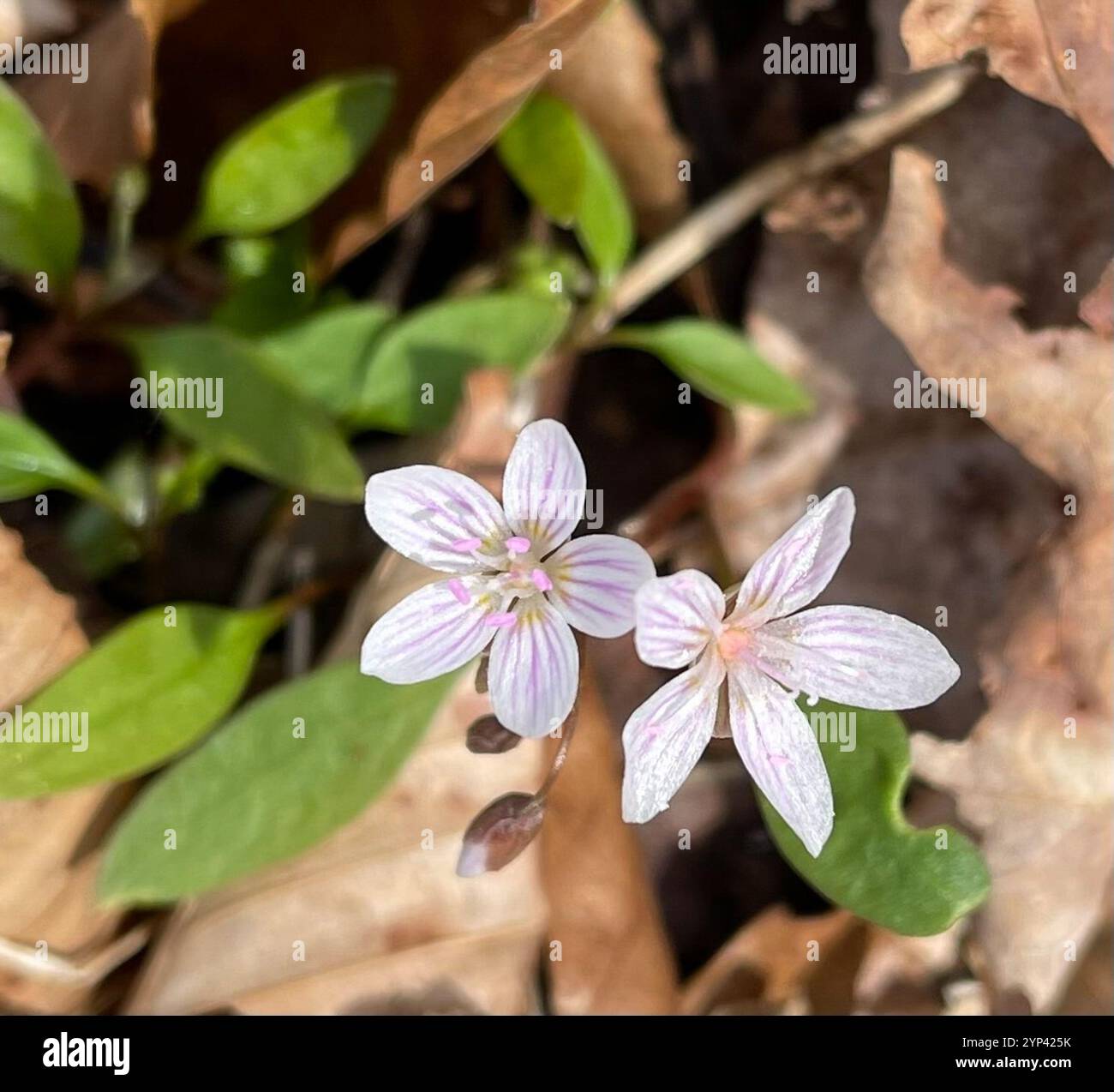 Carolina Springbeauty (Claytonia caroliniana Stock Photo - Alamy
