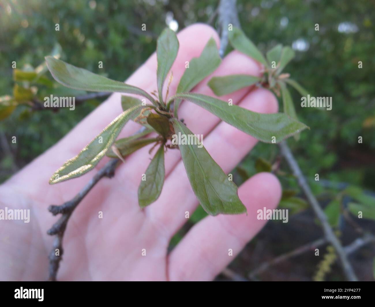water oak (Quercus nigra Stock Photo - Alamy