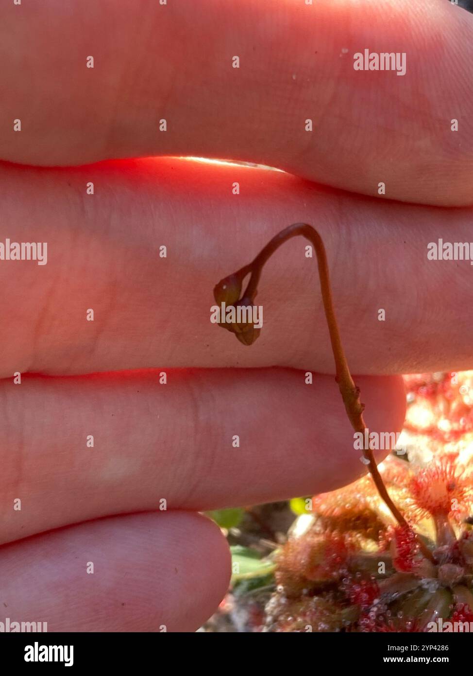 Pink Sundew (Drosera capillaris Stock Photo - Alamy