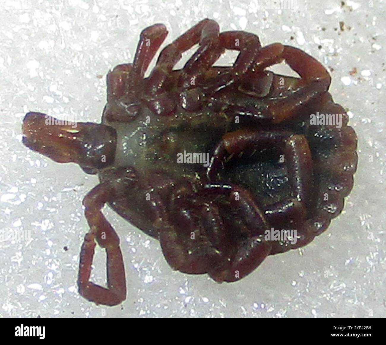 South African Bont Tick (Amblyomma hebraeum Stock Photo - Alamy