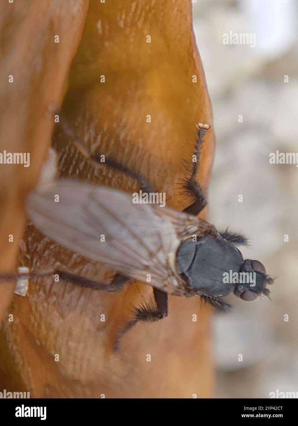 Kelp Flies (Coelopidae Stock Photo - Alamy