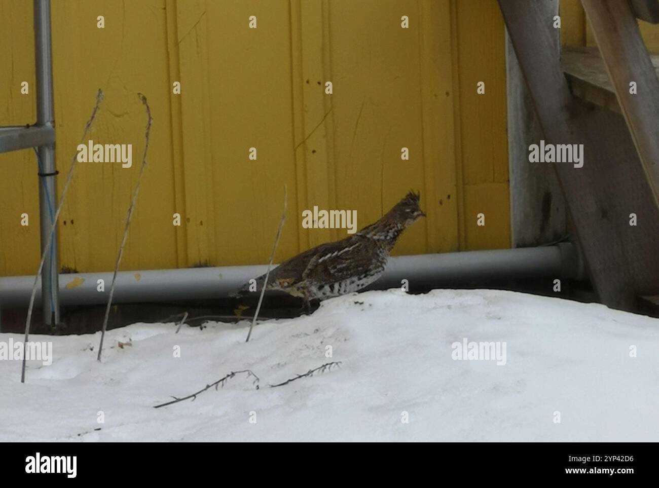 Ruffed Grouse (Bonasa umbellus Stock Photo - Alamy