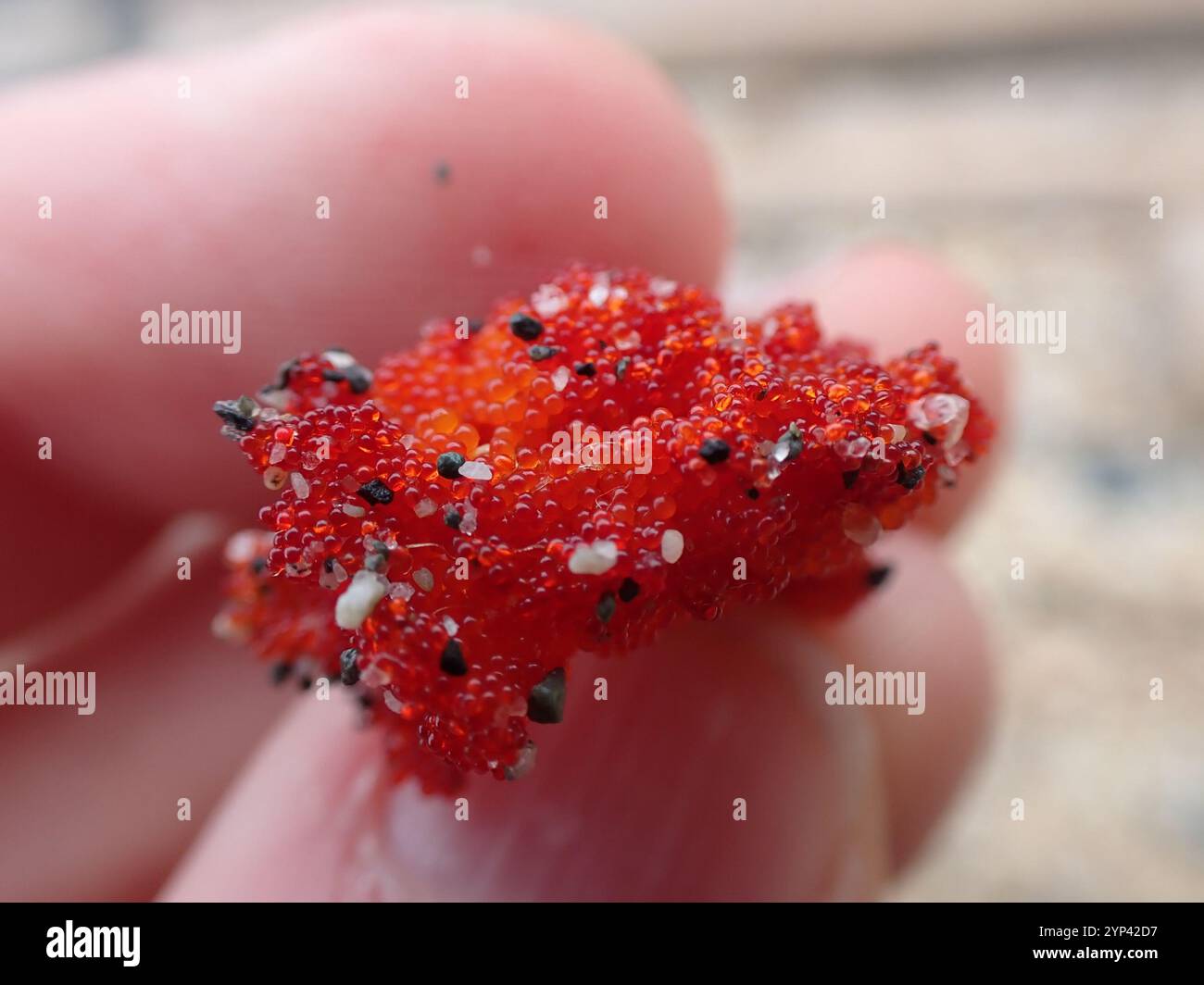 Ray-finned Fishes (Actinopterygii Stock Photo - Alamy