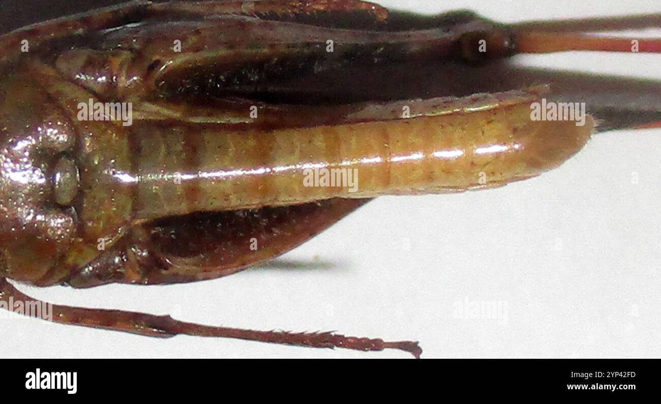 Short-horned Grasshoppers (Acrididae Stock Photo - Alamy
