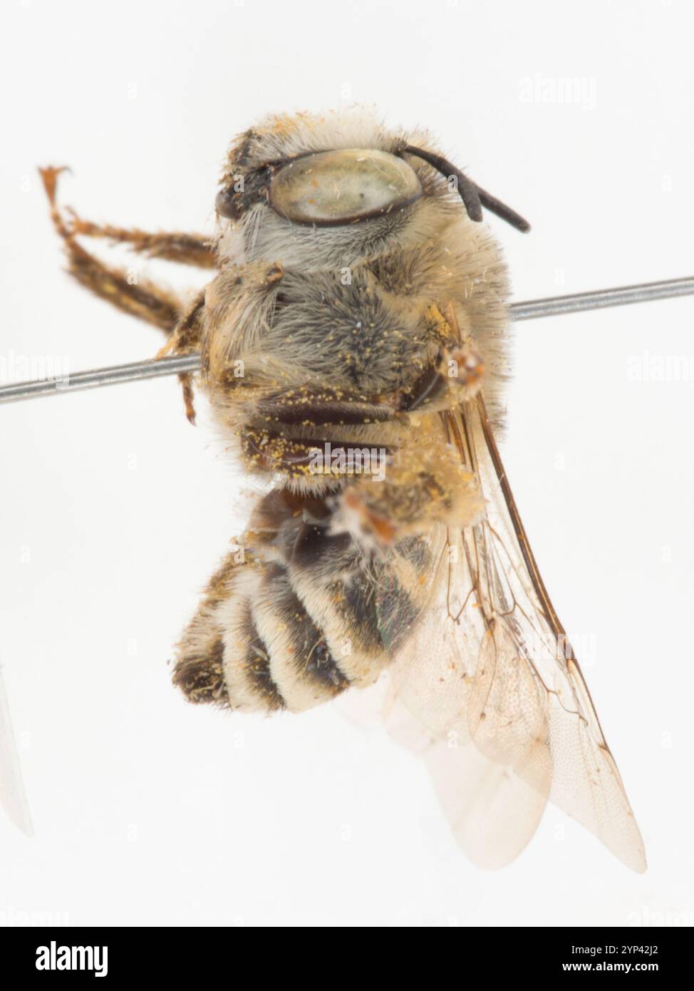 Anthophora urbana hi-res stock photography and images - Alamy
