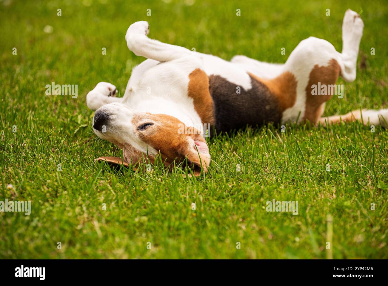 Beagle dog rolling on grass hi-res stock photography and images - Alamy