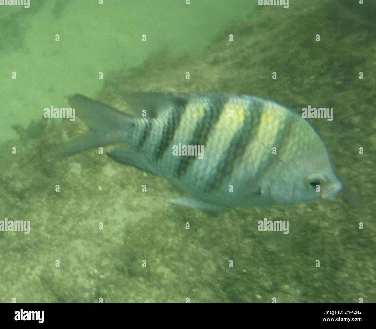 Atlantic Sergeant Major (Abudefduf saxatilis Stock Photo - Alamy