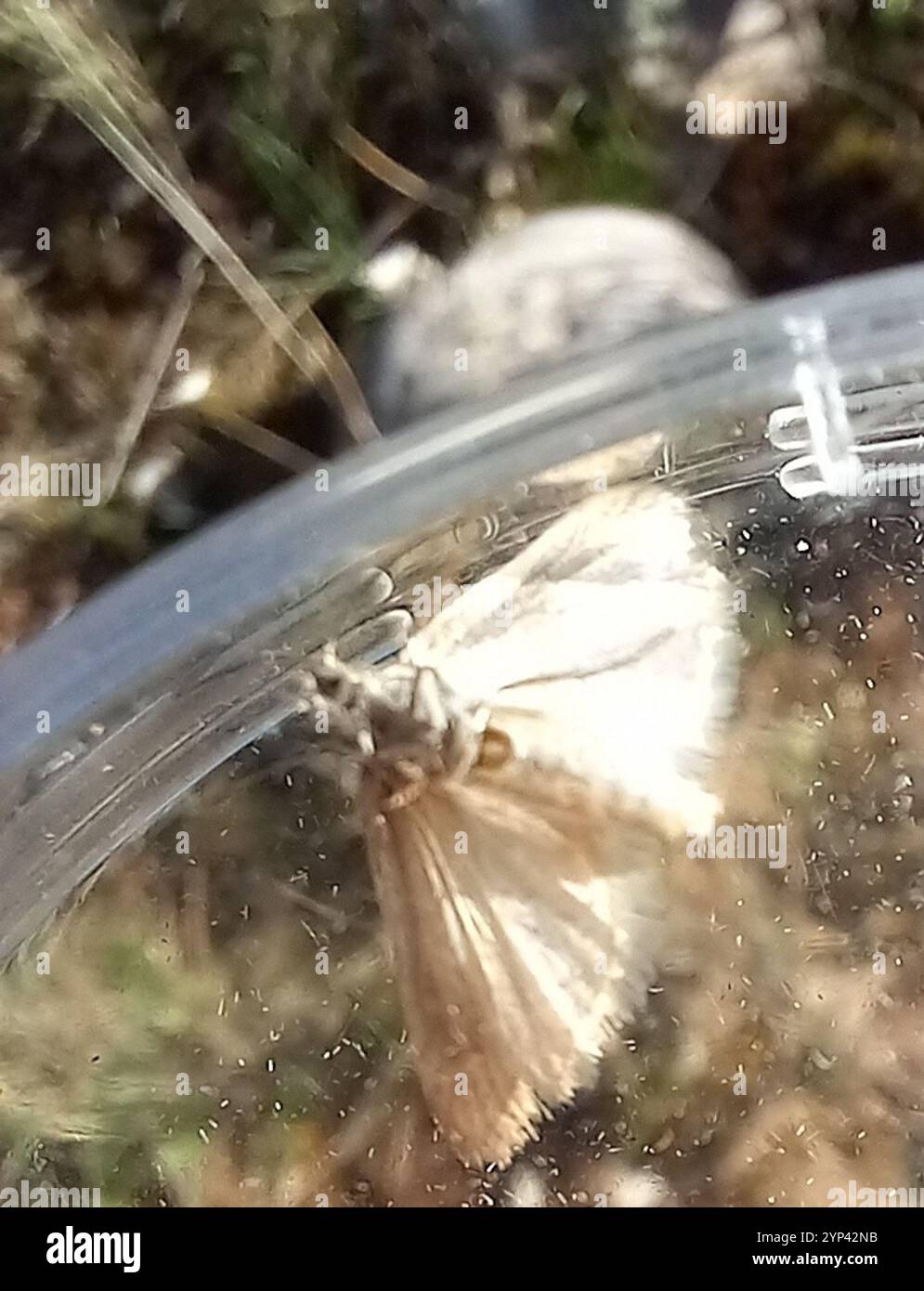 Diurnea hi-res stock photography and images - Alamy