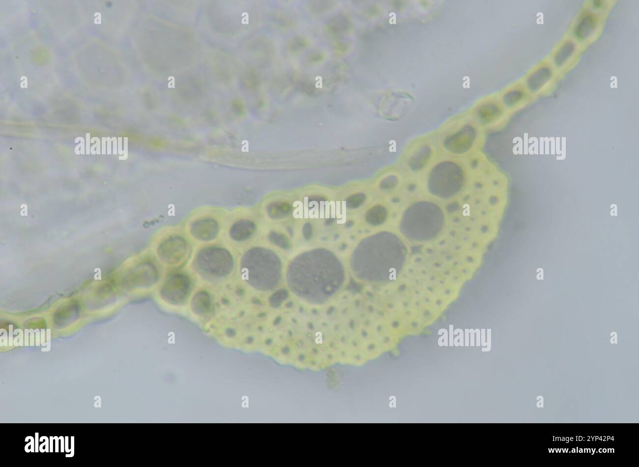 Bird's-Claw Beard-Moss (Barbula unguiculata Stock Photo - Alamy