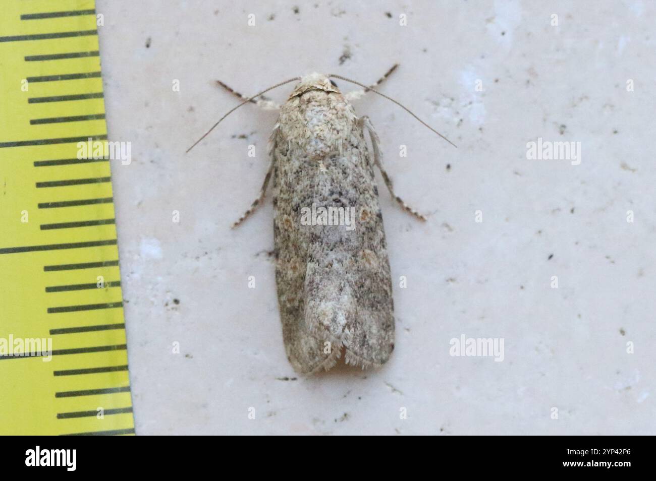 Beet Armyworm Moth (Spodoptera exigua Stock Photo - Alamy