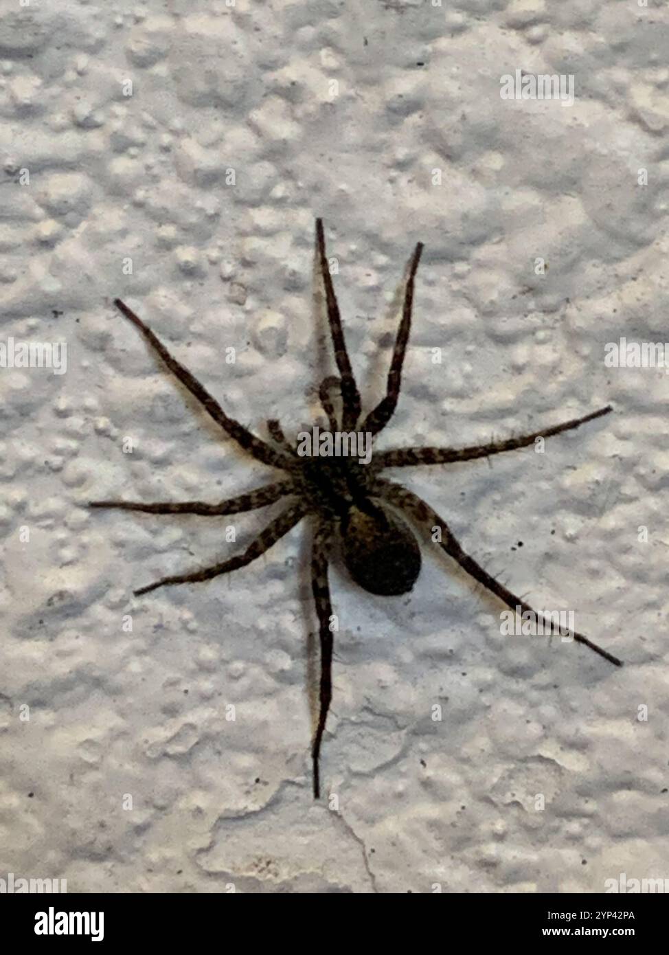 Thin-legged Wolf Spiders (Pardosa Stock Photo - Alamy