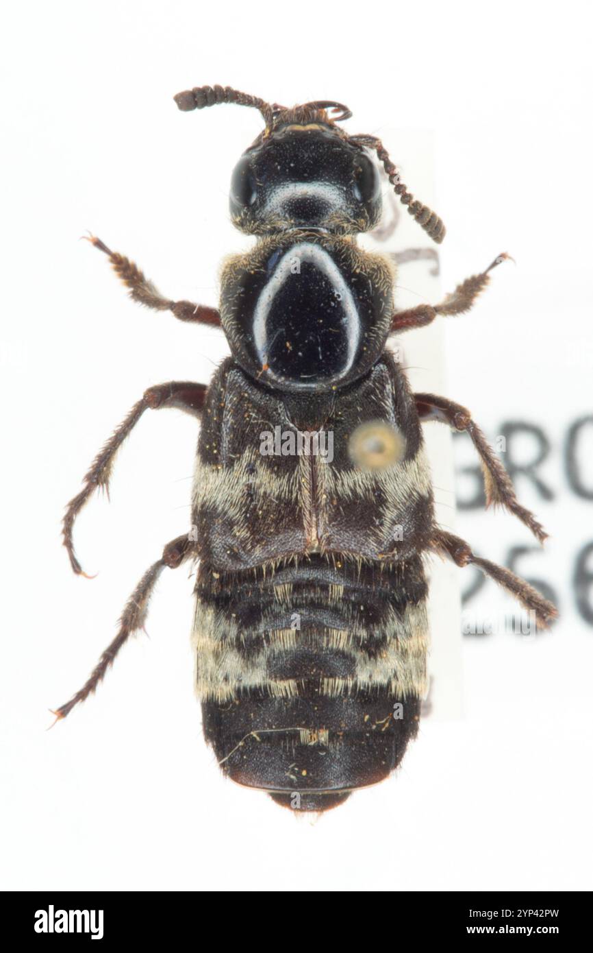 hairy rove beetle (Creophilus maxillosus Stock Photo - Alamy