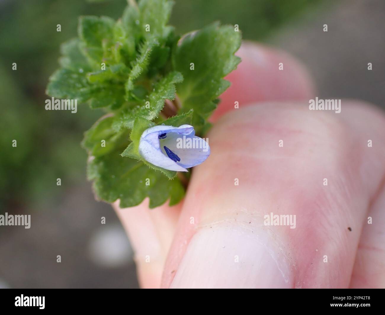 bird's-eye speedwell (Veronica persica Stock Photo - Alamy