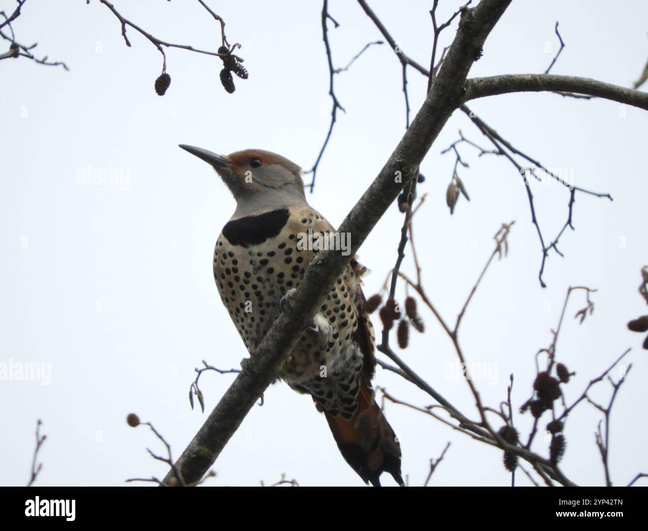 Northern Flicker (Colaptes auratus Stock Photo - Alamy