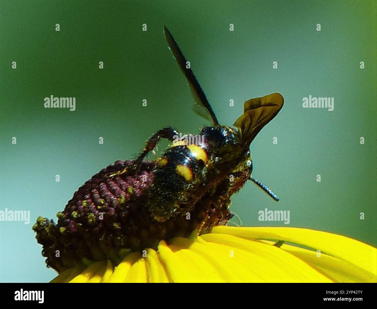 Noble Scoliid Wasp (Scolia nobilitata Stock Photo - Alamy