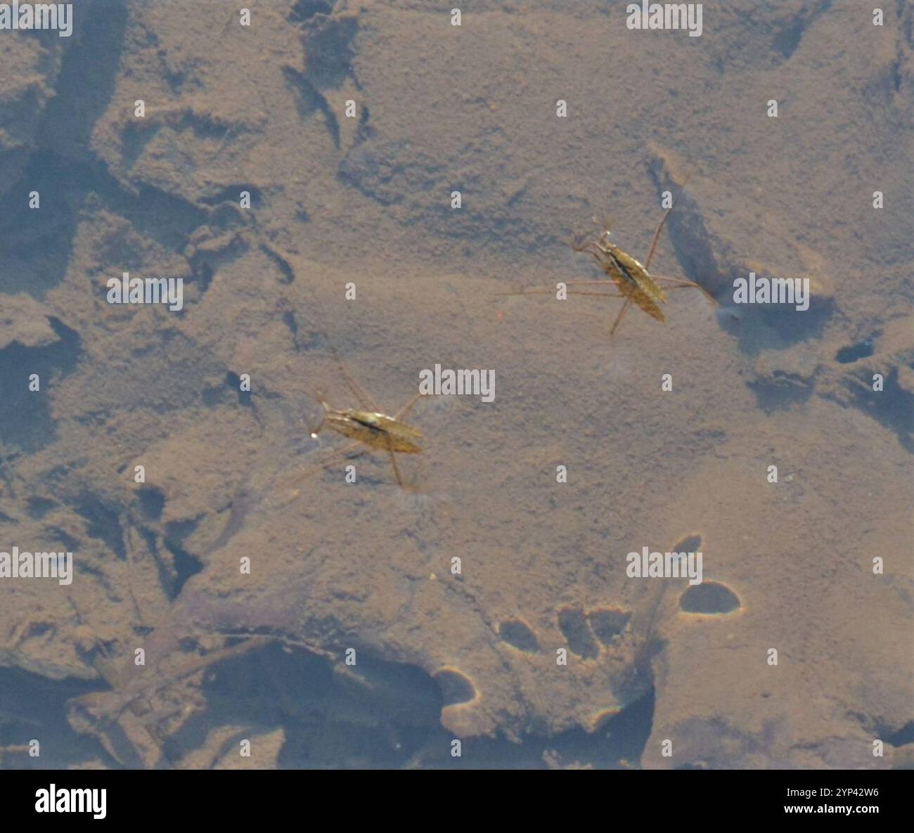 North American Common Water Strider (Aquarius remigis Stock Photo - Alamy
