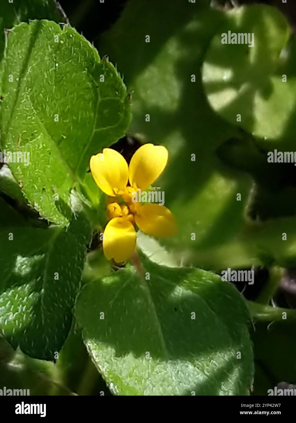 straggler daisy (Calyptocarpus vialis Stock Photo - Alamy
