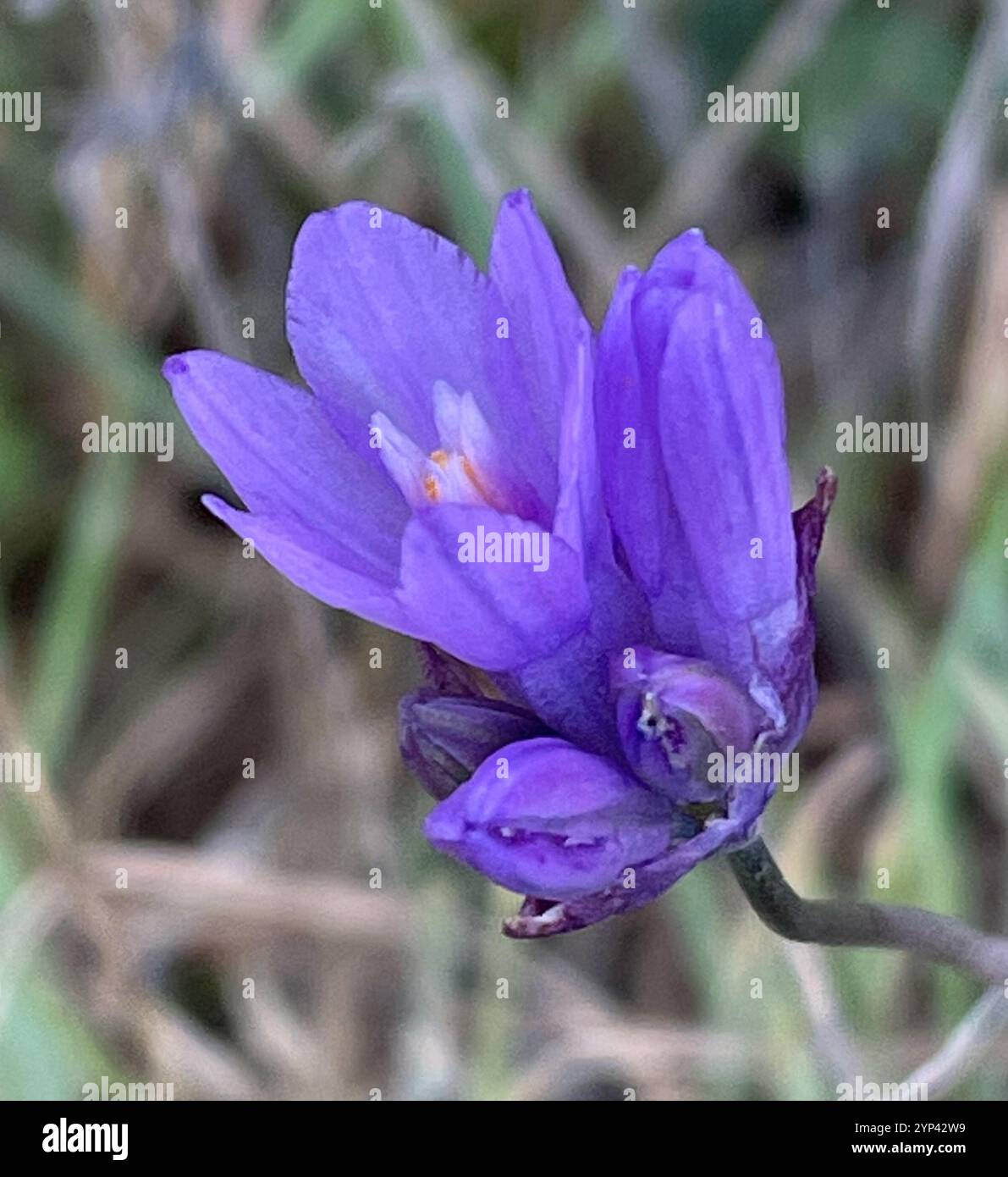 Blue Dicks (Dipterostemon capitatus Stock Photo - Alamy