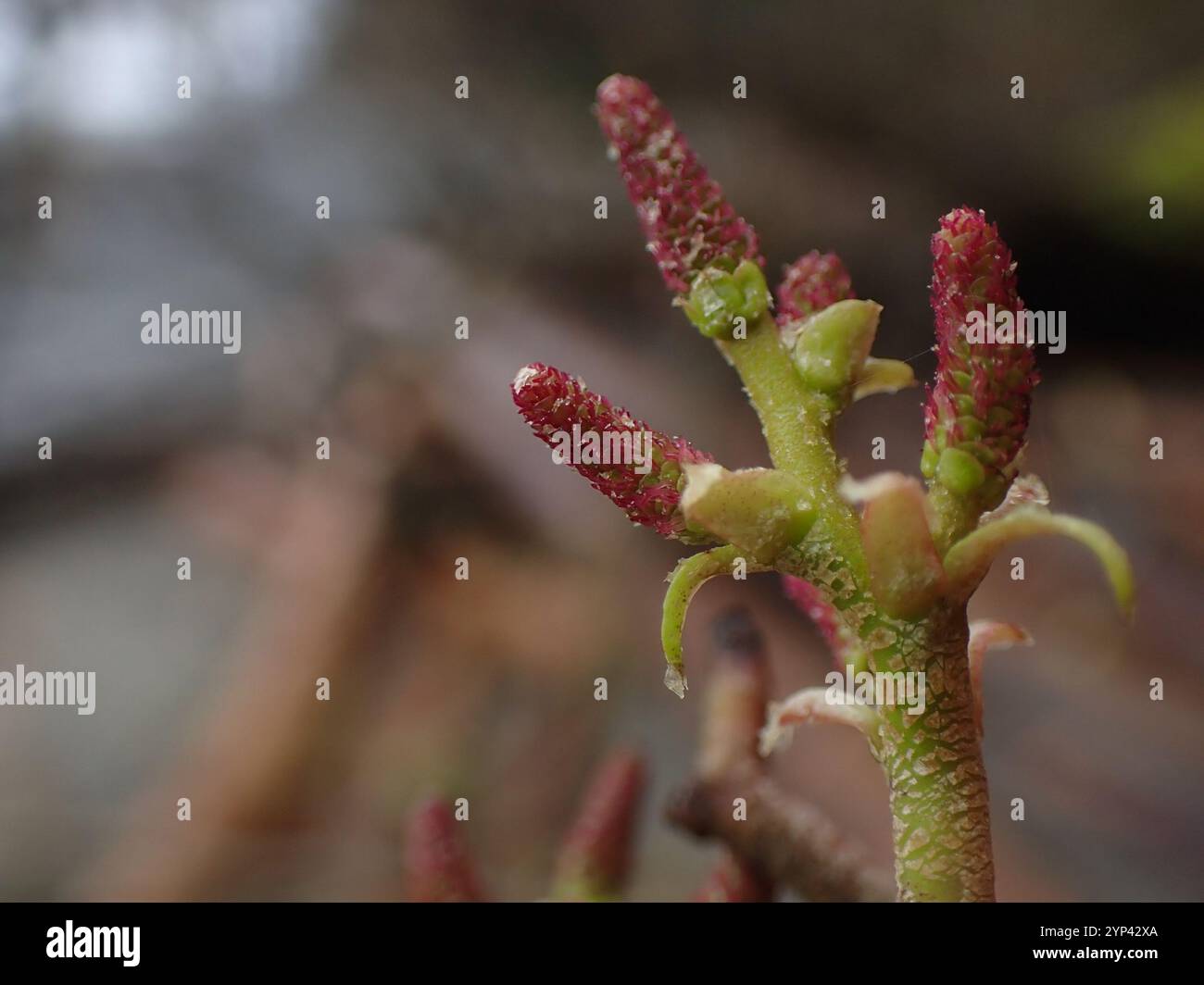 Red Alder (Alnus rubra Stock Photo - Alamy