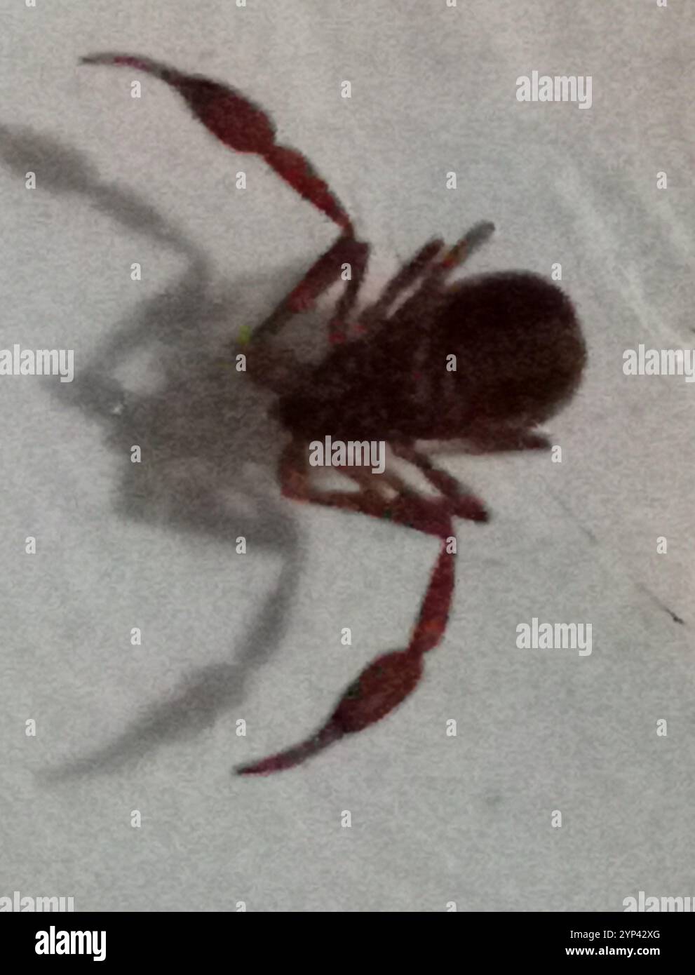 House pseudoscorpion chelifer cancroides hi-res stock photography and ...