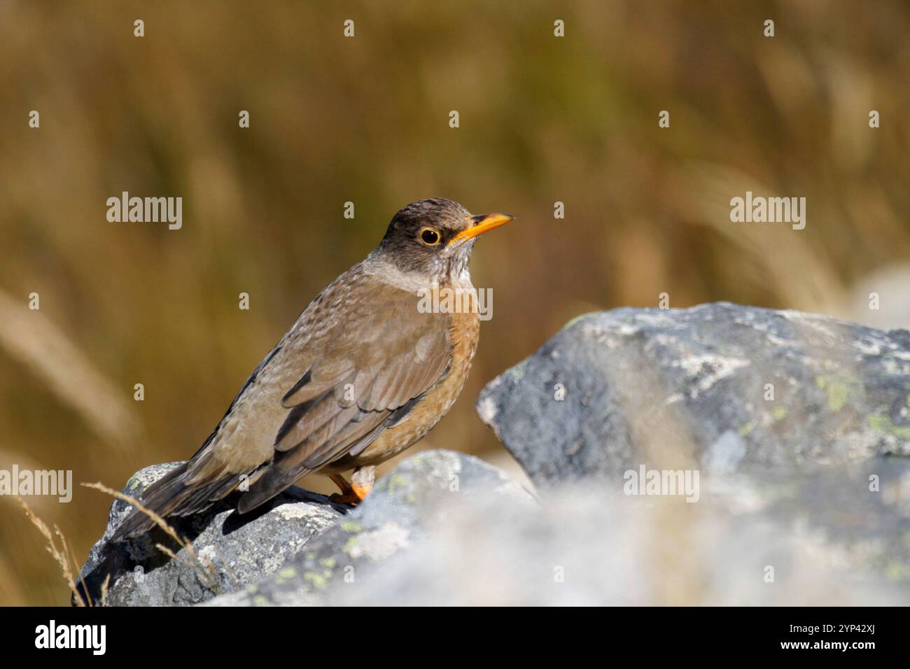 Austral Thrush (Turdus falcklandii Stock Photo - Alamy