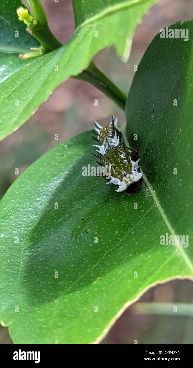 Orchard Swallowtail (Papilio aegeus Stock Photo - Alamy