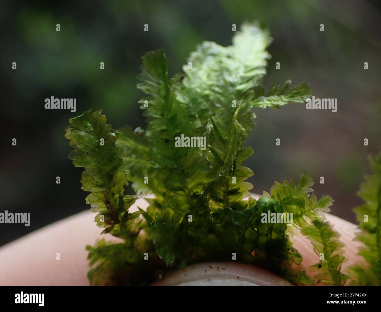 Neckera pennata hi-res stock photography and images - Alamy