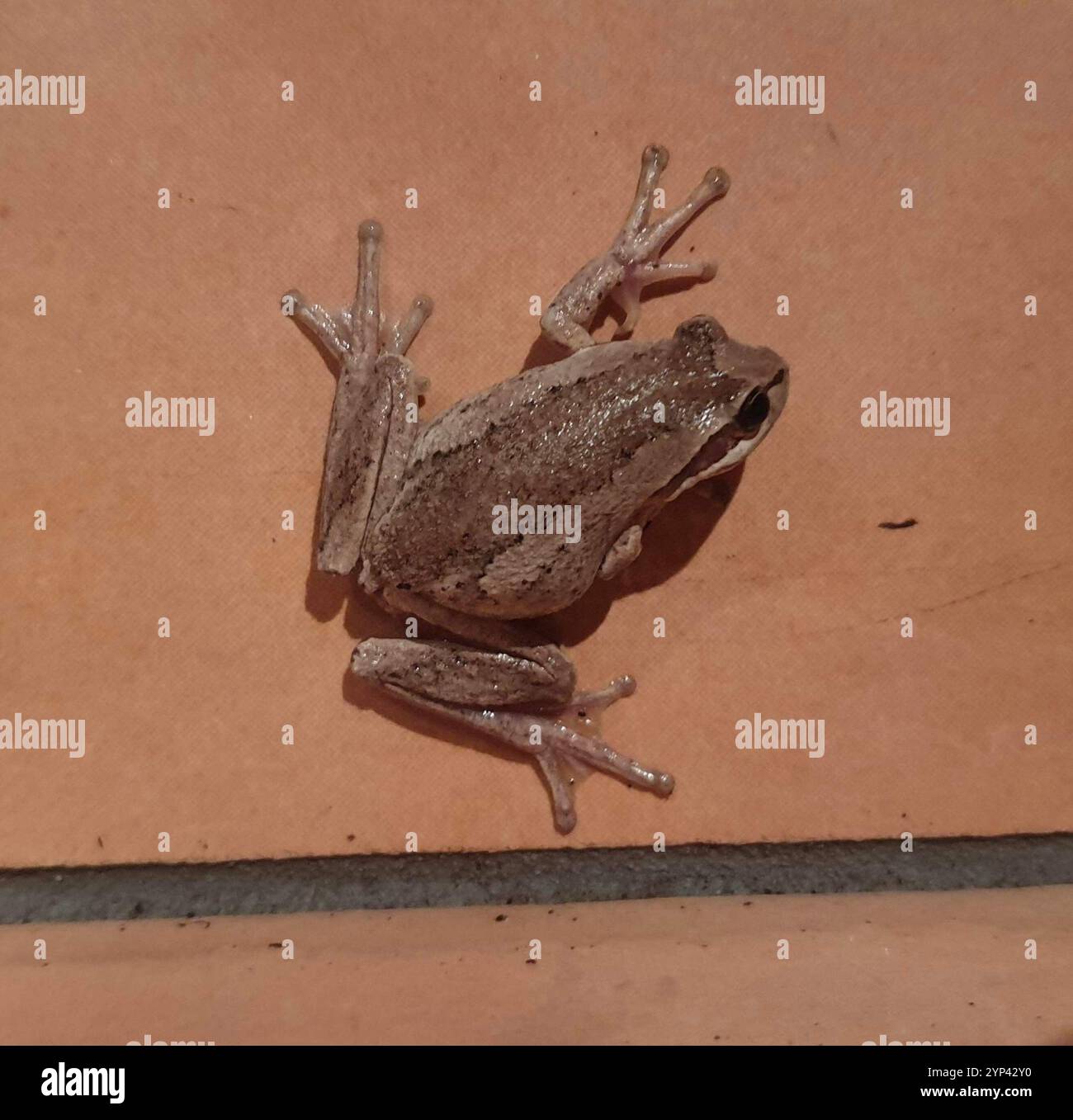 Brown Tree Frog (Litoria ewingii Stock Photo - Alamy