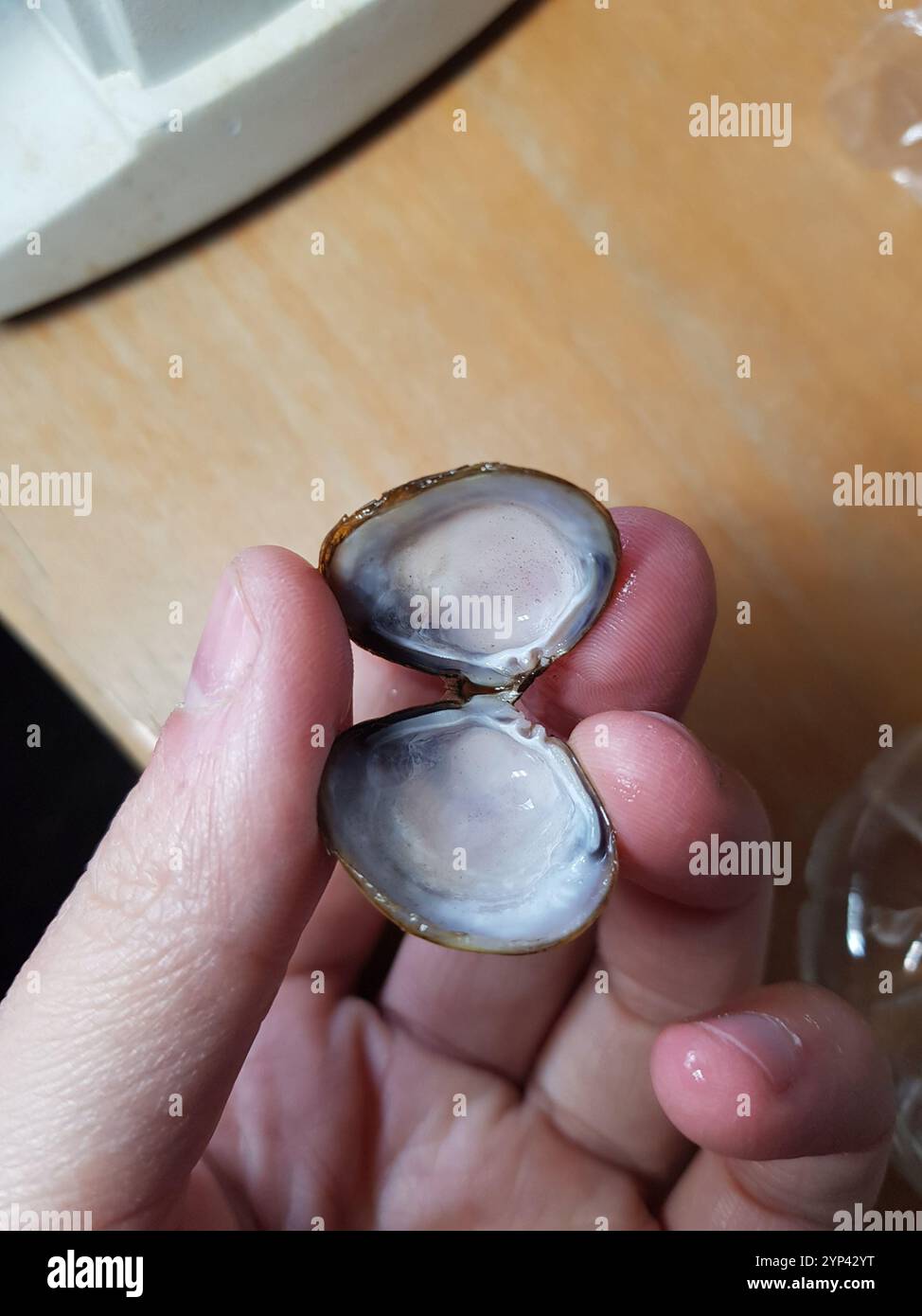 Asian Clam (Corbicula fluminea Stock Photo - Alamy