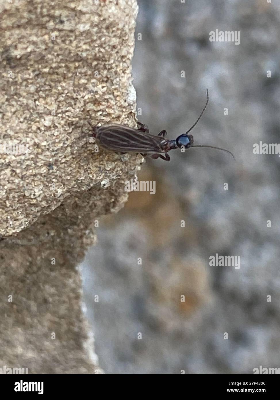 Black Webspinner (Oligotoma nigra Stock Photo - Alamy