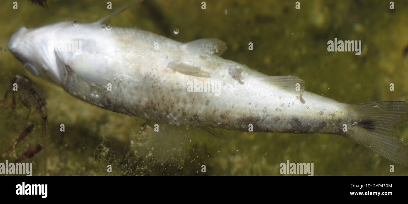 Central Stoneroller (Campostoma anomalum Stock Photo - Alamy