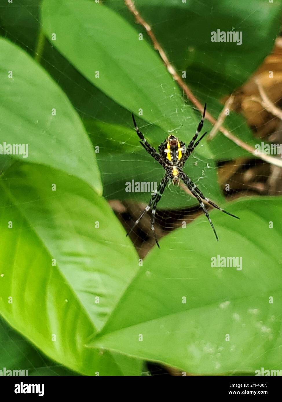 Hawaiian garden spider hi-res stock photography and images - Alamy