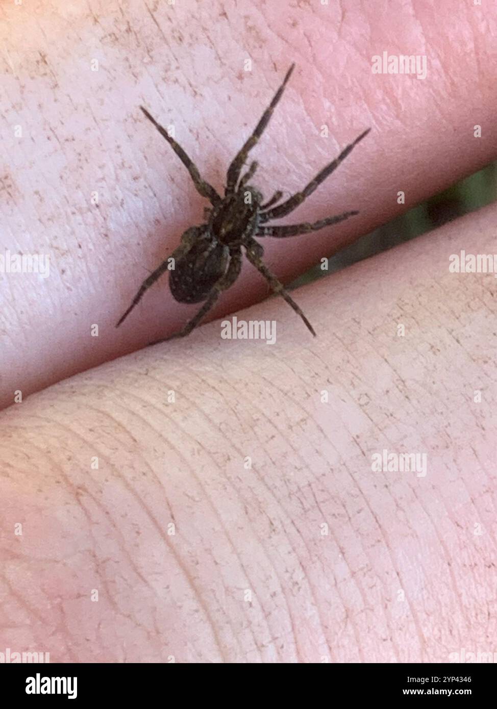 Vancouver Thin-legged Wolf Spider (Pardosa vancouveri Stock Photo - Alamy