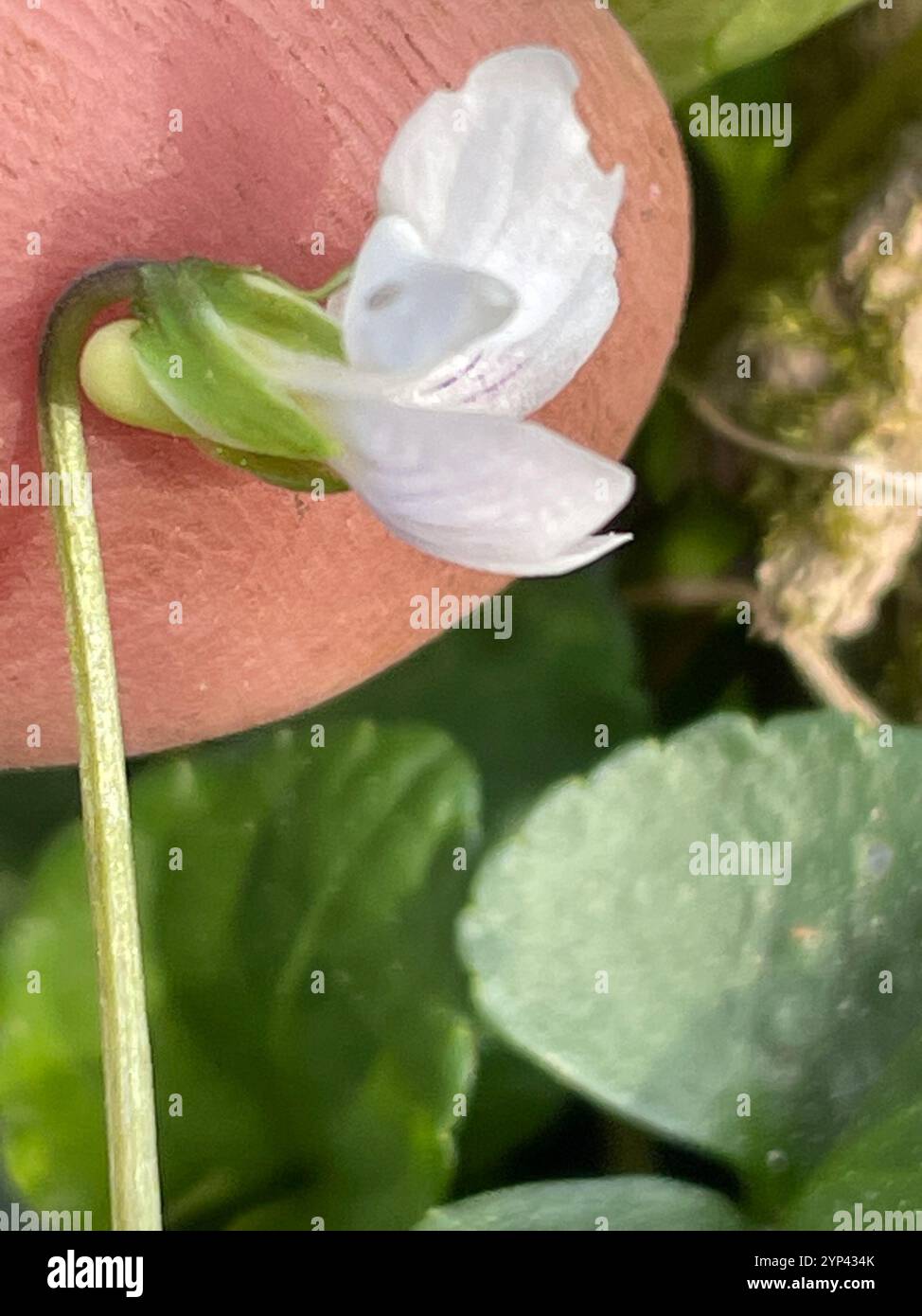 Viola arcuata hi-res stock photography and images - Alamy