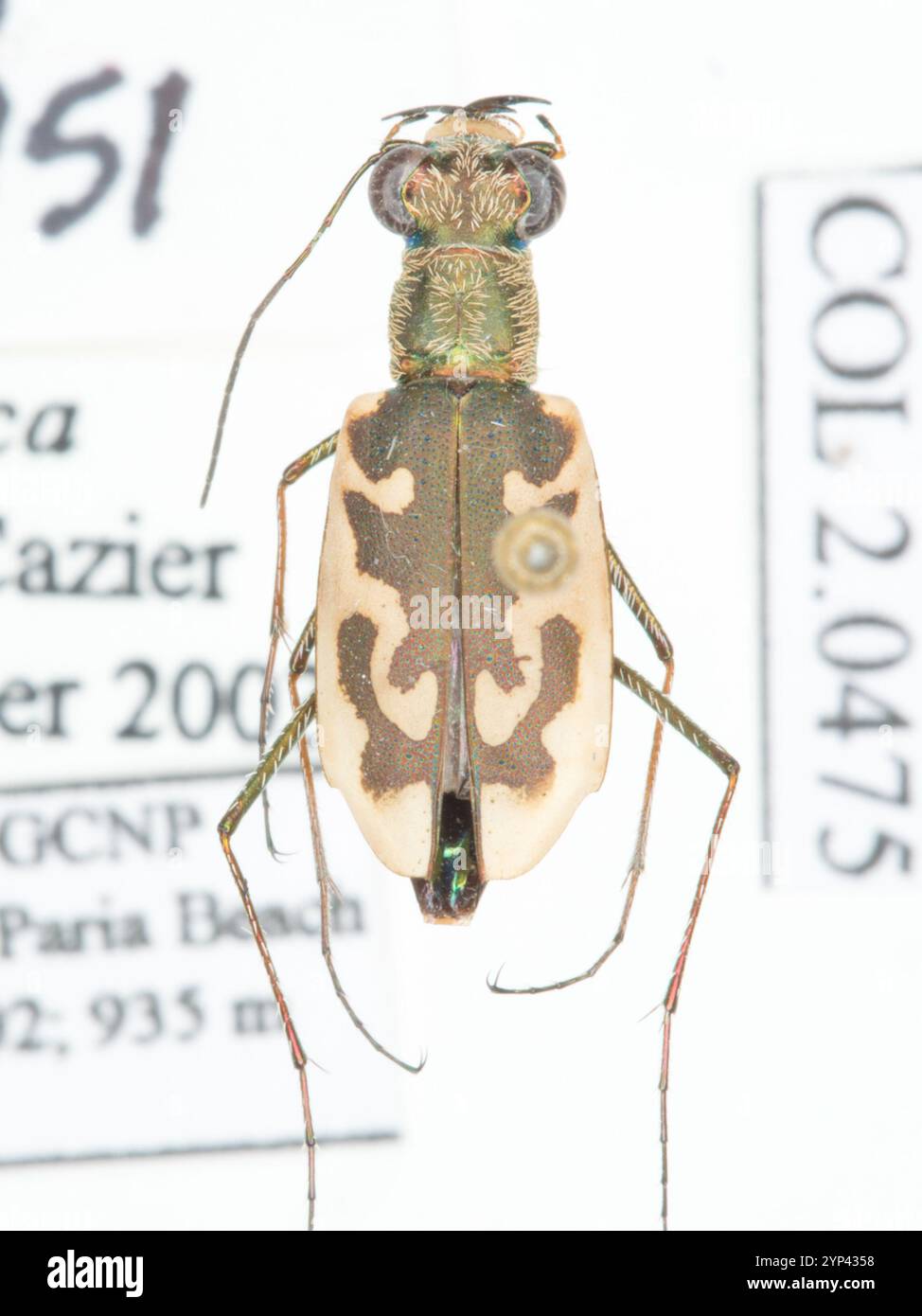 Tuba City Tiger Beetle (Ellipsoptera nevadica tubensis Stock Photo - Alamy